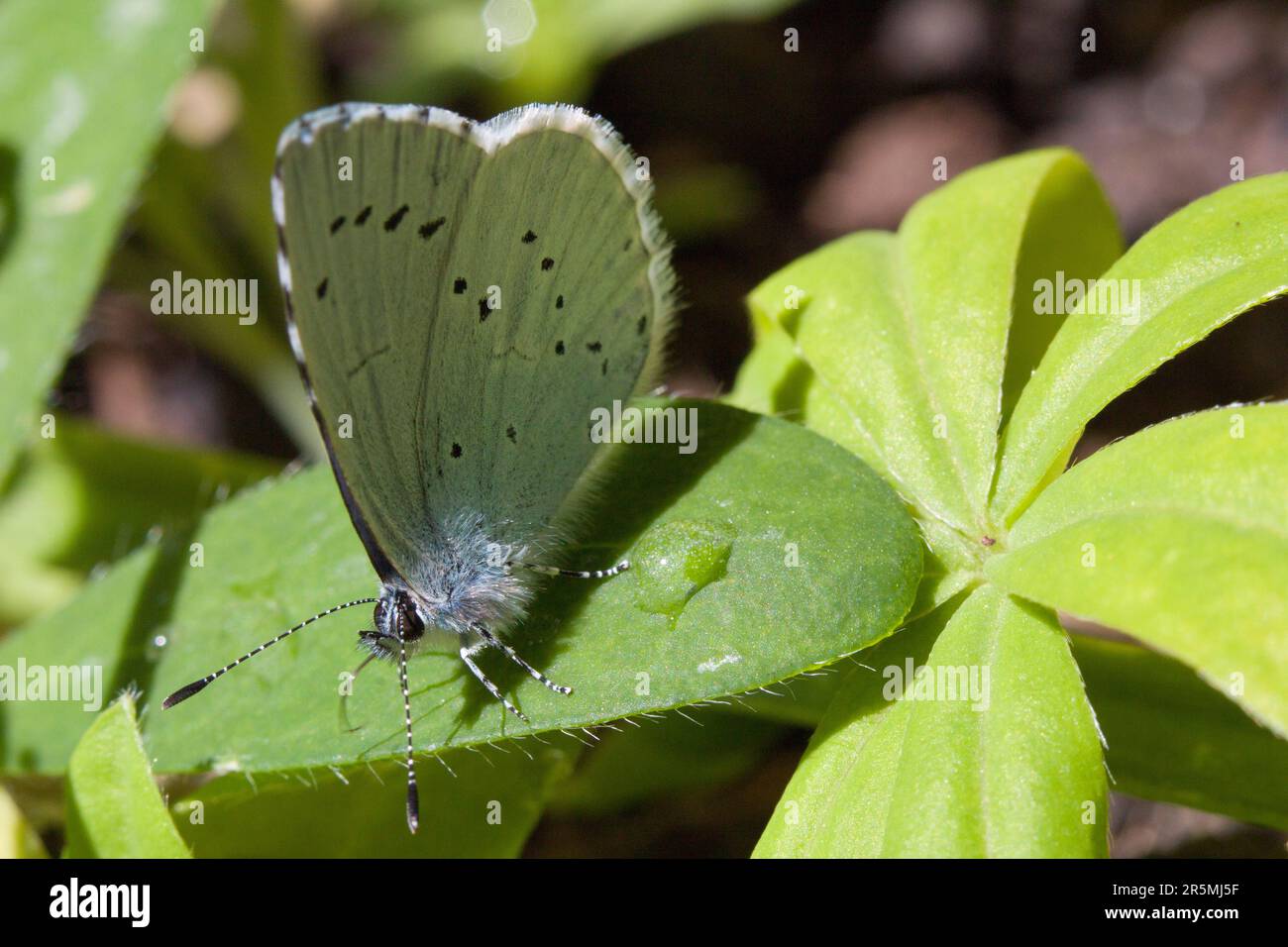 Lycaenid butterfly hi-res stock photography and images - Alamy