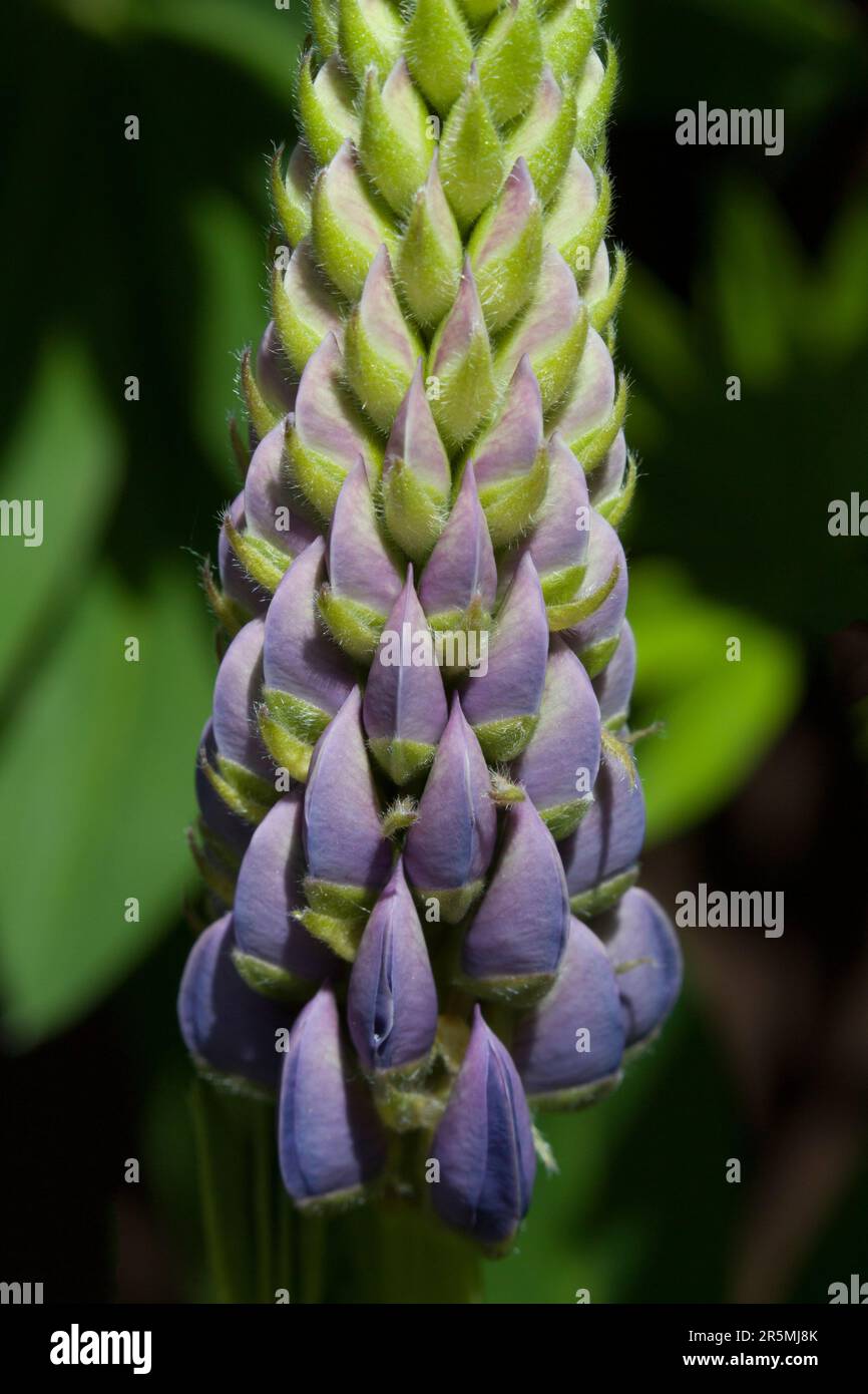 Lupin Pacific Giant Stem and Pods Stock Photo - Alamy