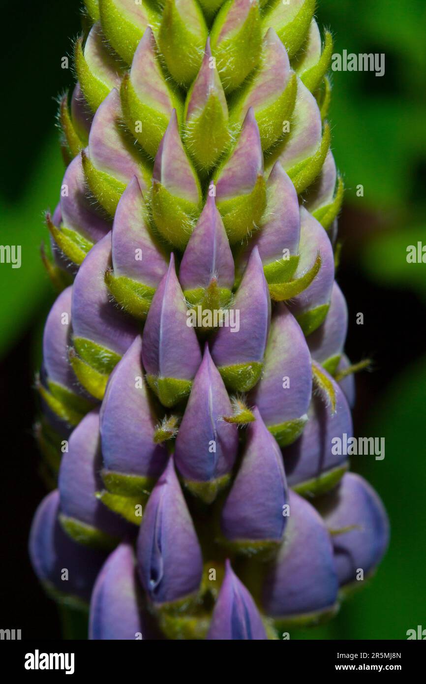 Lupin Pacific Giant Stem and Pods Stock Photo - Alamy