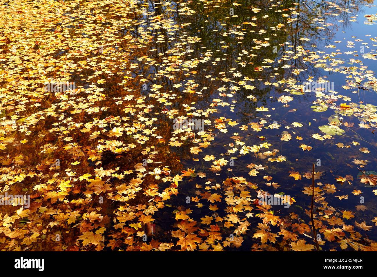 Fallen yellow autumn leaves float hi-res stock photography and images ...