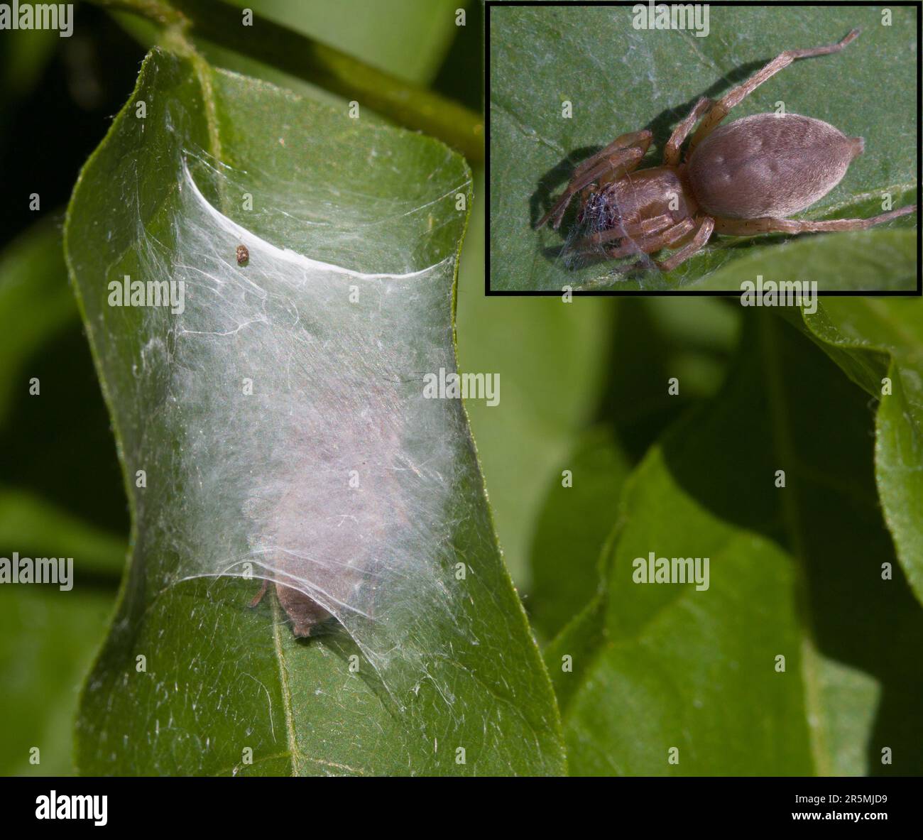 White Cocoon Nursey Web Spider INSET:(Juvenile Nursery Web Spider Stock ...