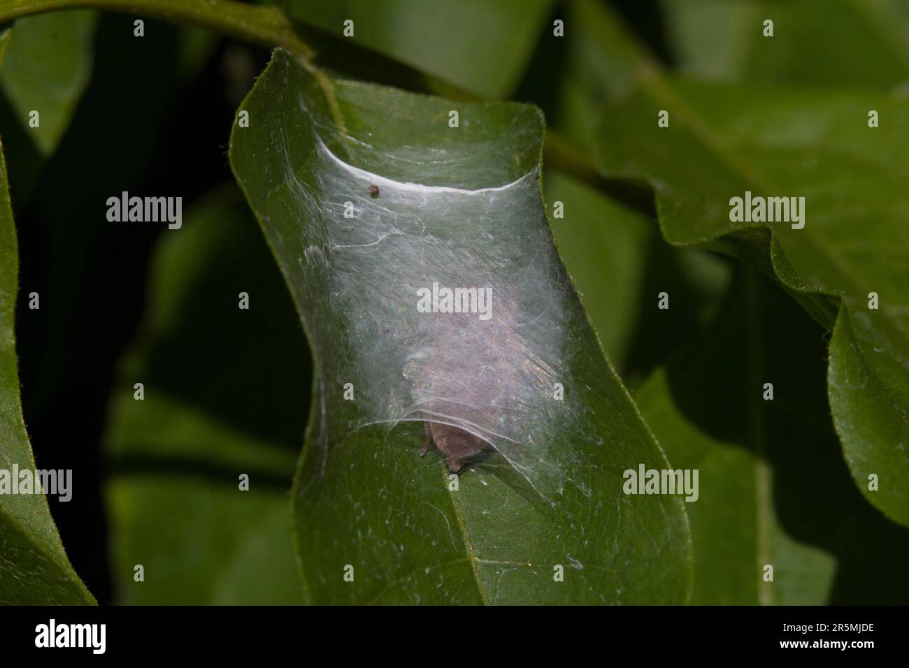 White Cocoon Nursey Web Spider Stock Photo - Alamy