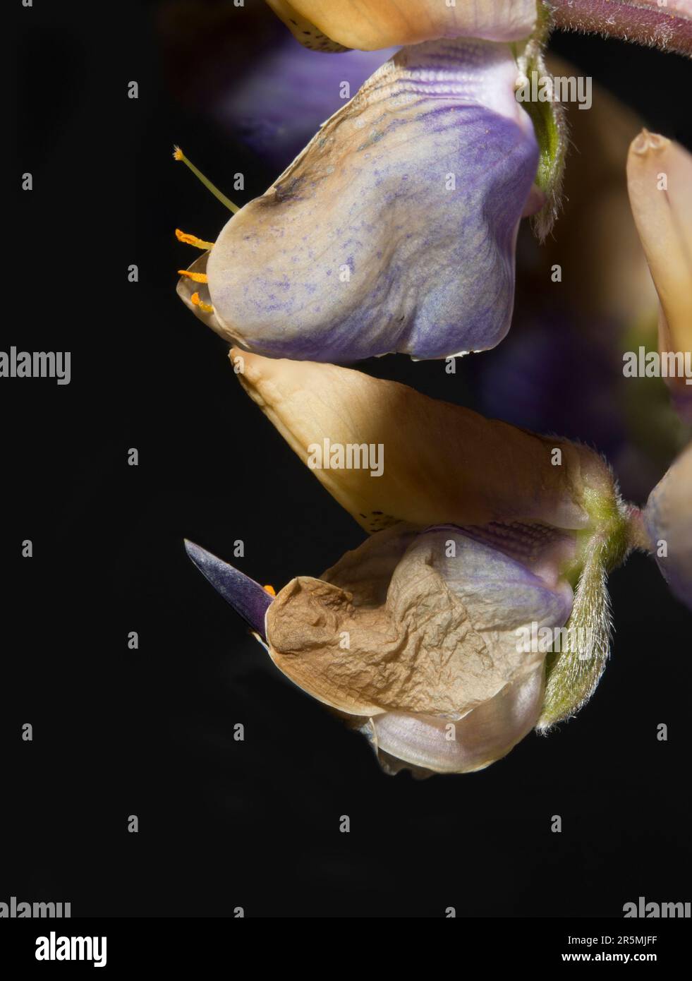 Lupin Pacific Giant Seed Pods Stock Photo - Alamy