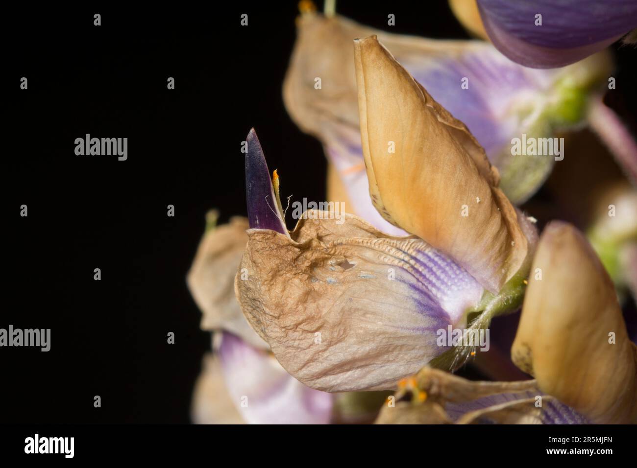 Lupin Pacific Giant Seed Pods Stock Photo - Alamy