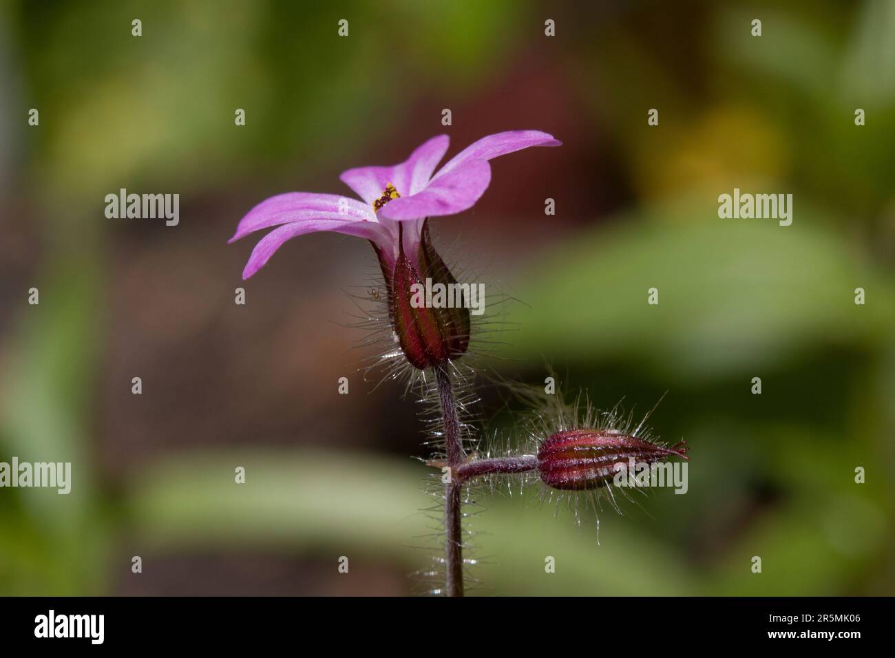 Herb Robert Flower and Bud Stock Photo - Alamy