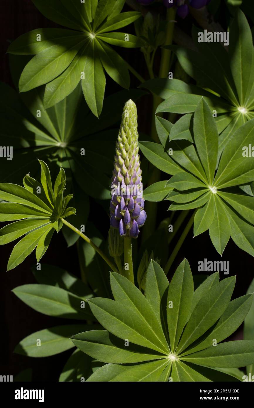Lupin Flower Pods Stock Photo - Alamy