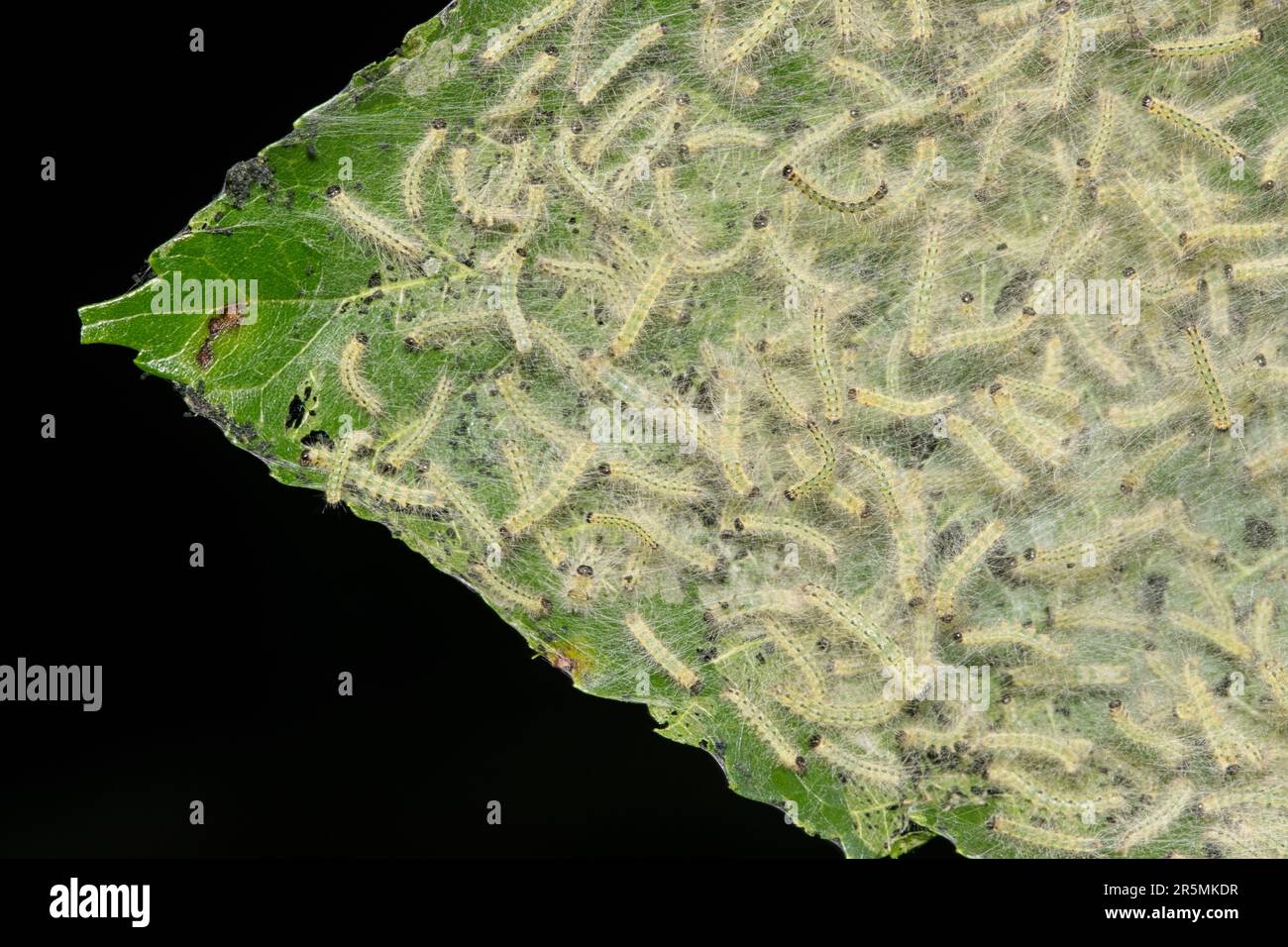 Fall Webworm (Hyphantria cunea) caterpillar colony, creating webbed ...