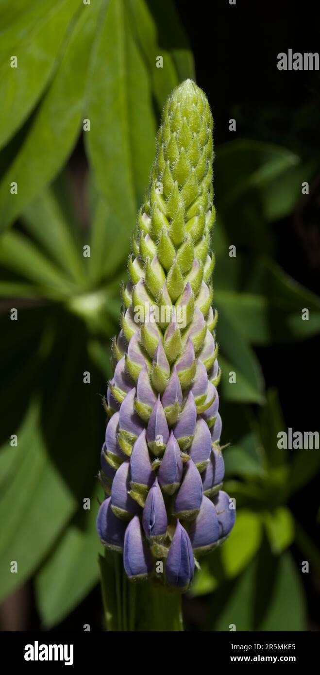 Lupin Flower Pods Stock Photo - Alamy