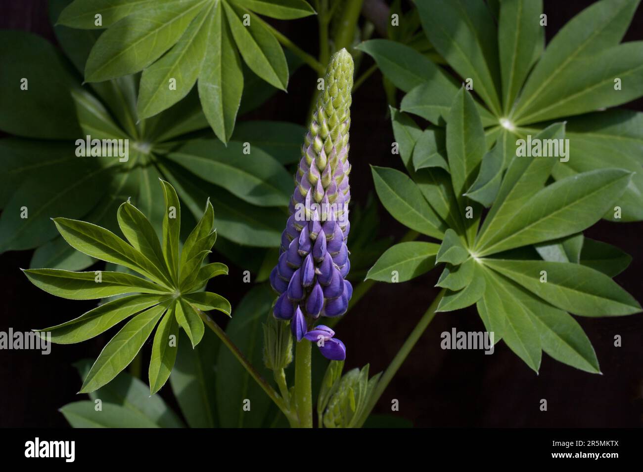 Lupin seed hi-res stock photography and images - Alamy