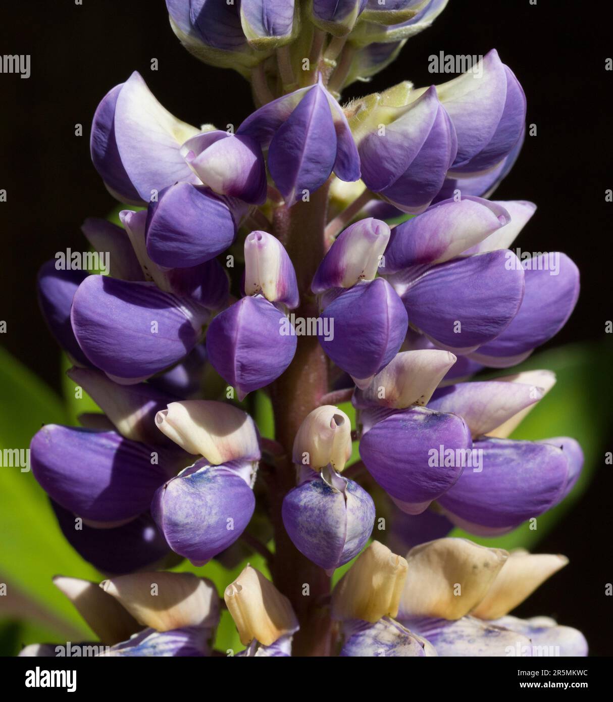 Lupin seed hi-res stock photography and images - Alamy