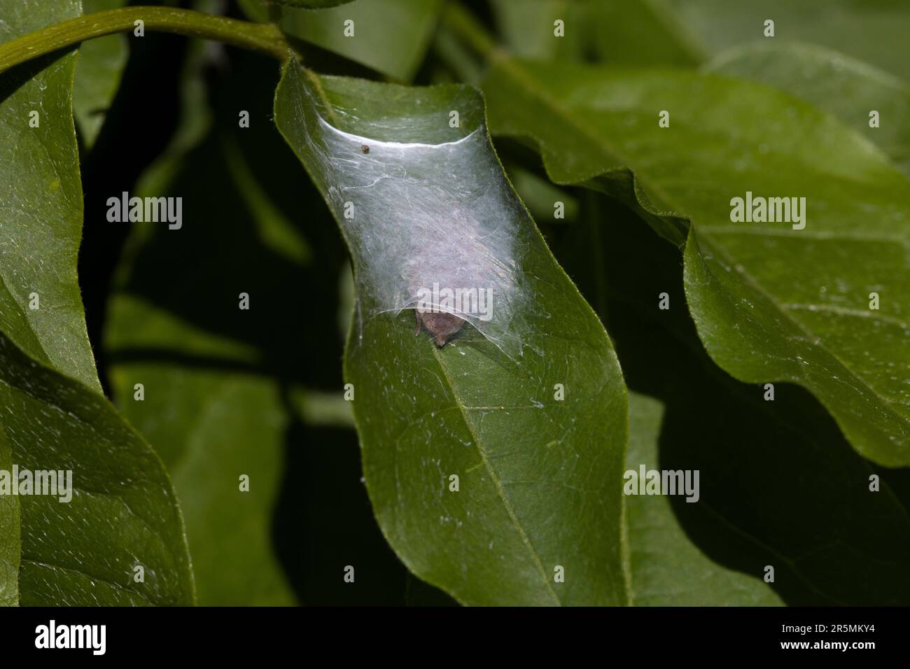 White Cocoon Nursery Web Spider on Wisteria Leaf Stock Photo - Alamy