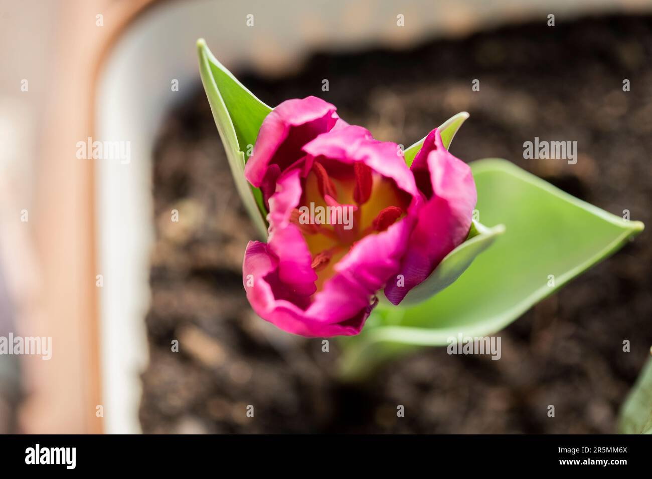 Pink tulip flower in bloom with blossoming pistils in a domestic garden ...