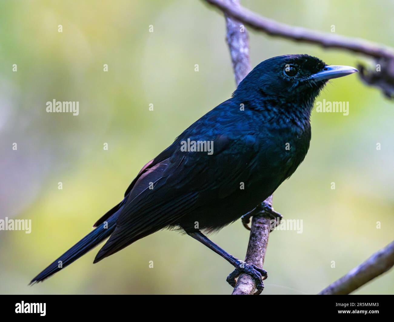 Marquesas Monarch, Pomarea mendozae, an endemic bird found only on ...