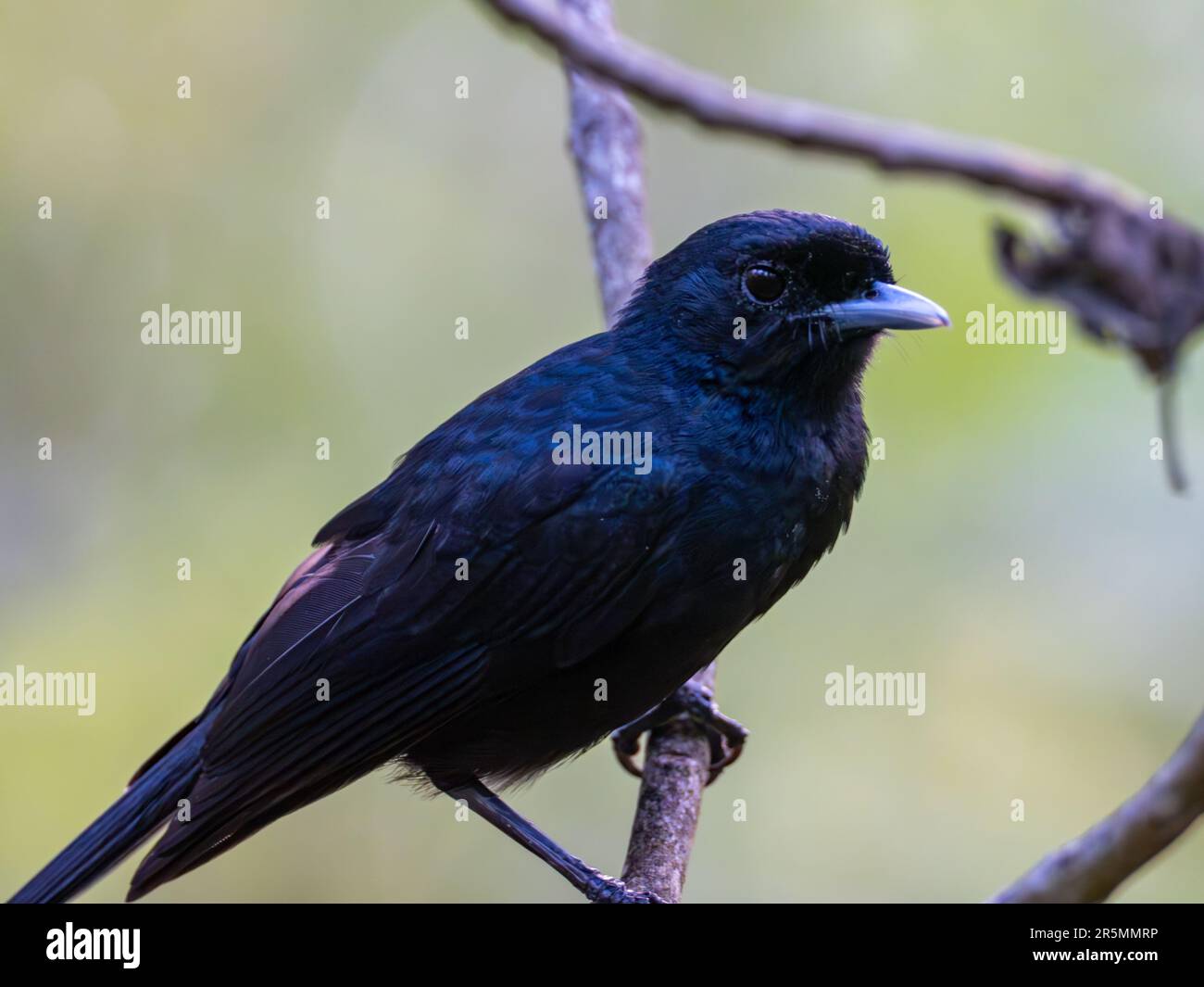 Marquesas Monarch, Pomarea mendozae, an endemic bird found only on ...