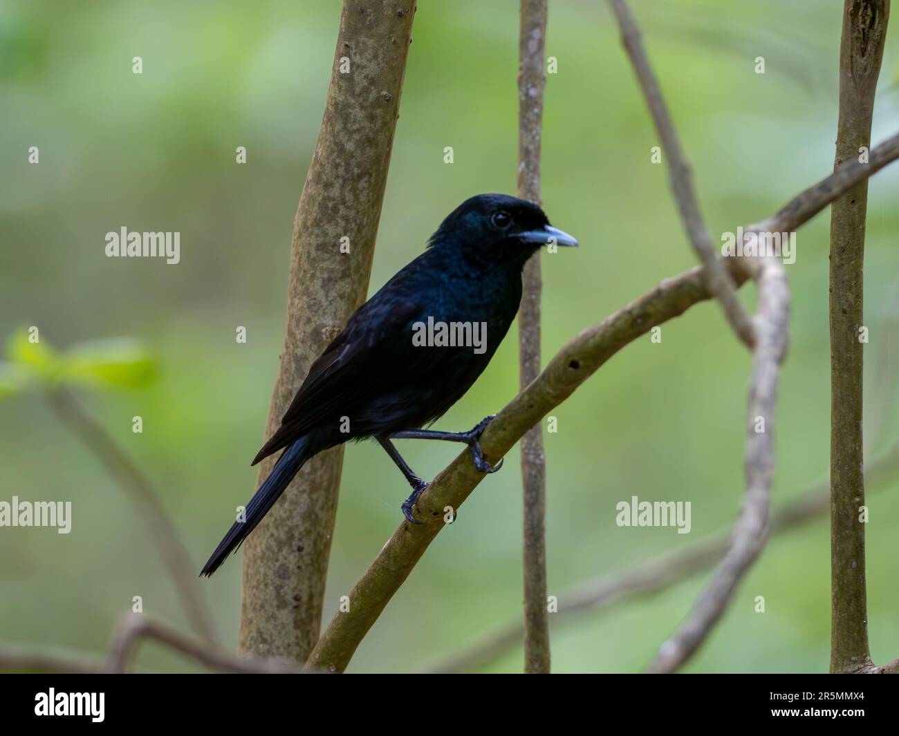 Marquesas Monarch, Pomarea mendozae, an endemic bird found only on ...