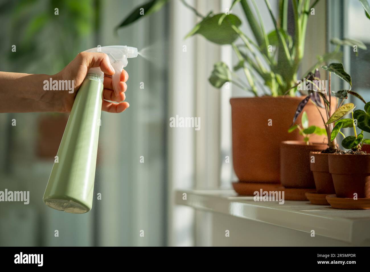 Woman sprays Alocasia plant in flower pot. Female hand spraying water ...