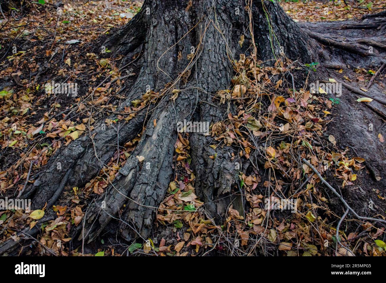 Colourful autumn park in front of a large tree roots. Forest background ...