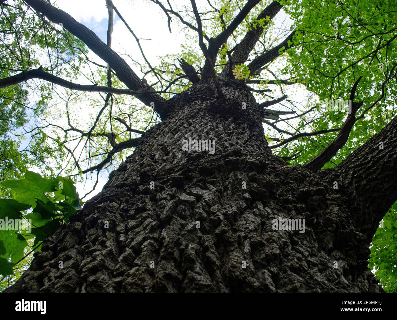 View of the tall tree from below. Tree trunk and green tree crown. Oak ...