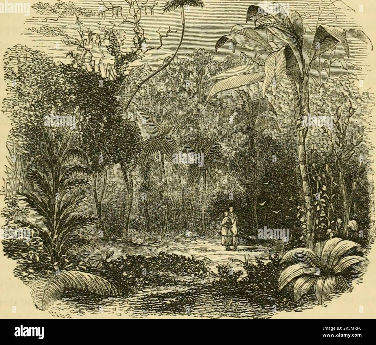 "Brazil and the Brazilians : portrayed in historical and descriptive ...