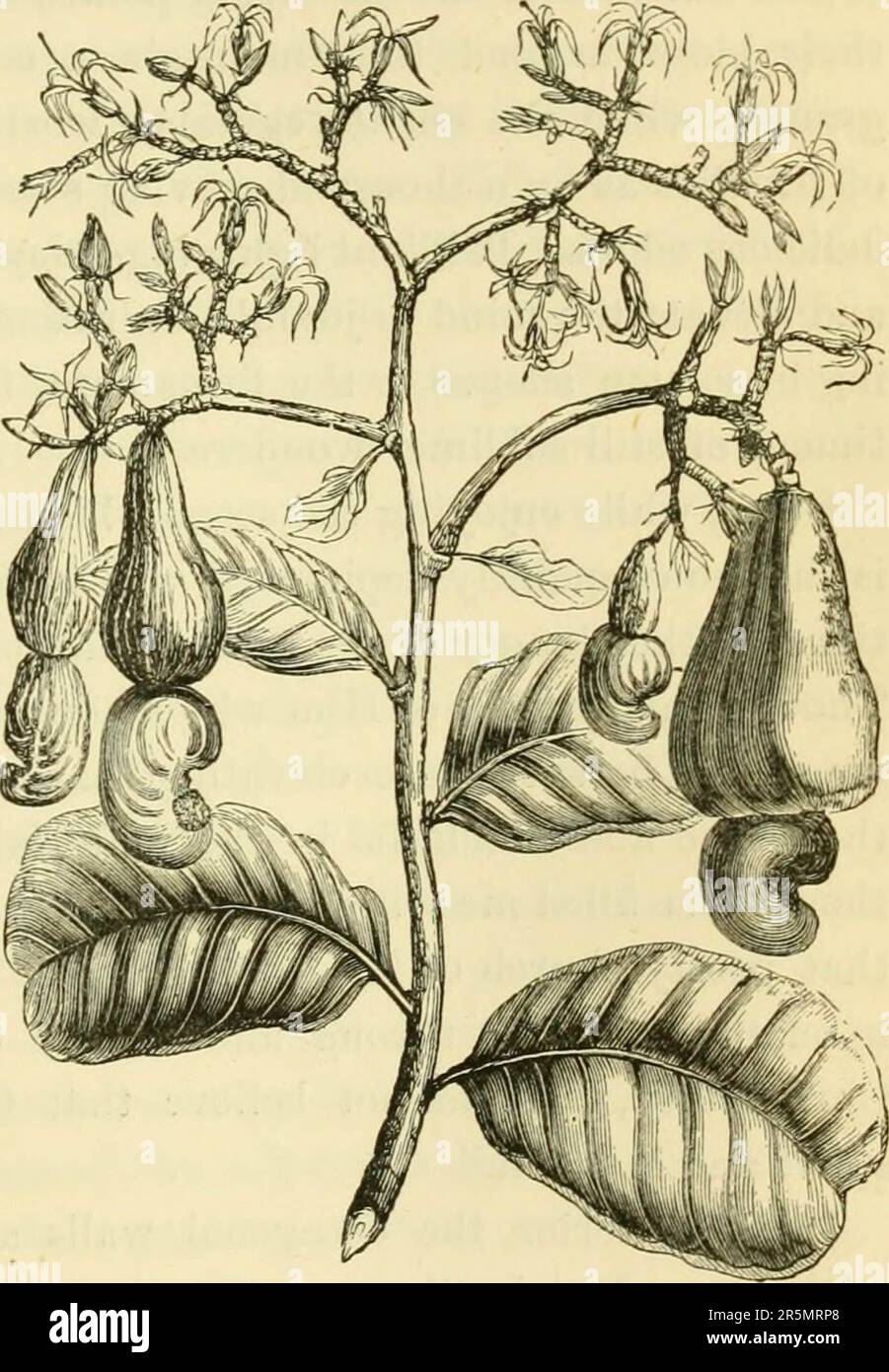 "Brazil and the Brazilians : portrayed in historical and descriptive ...