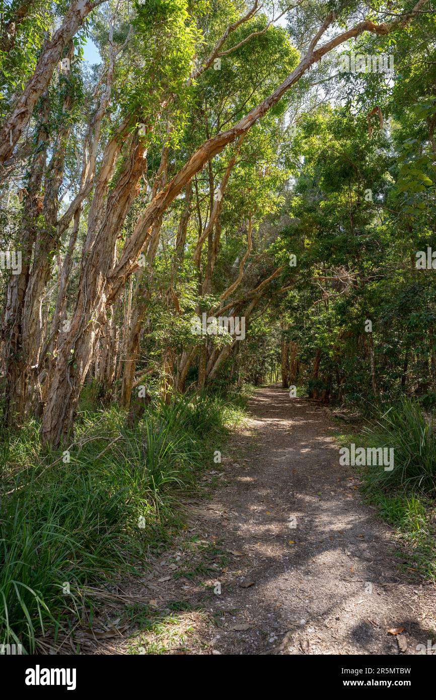 Sandy path or track through wetland Melaleuca tea-tree forest in ...