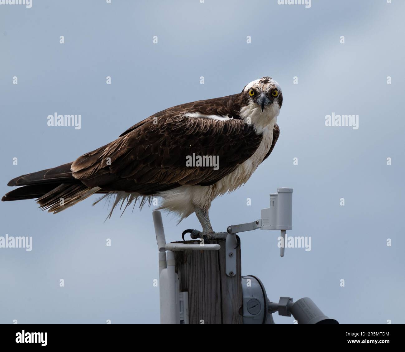 Osprey falls hi-res stock photography and images - Alamy