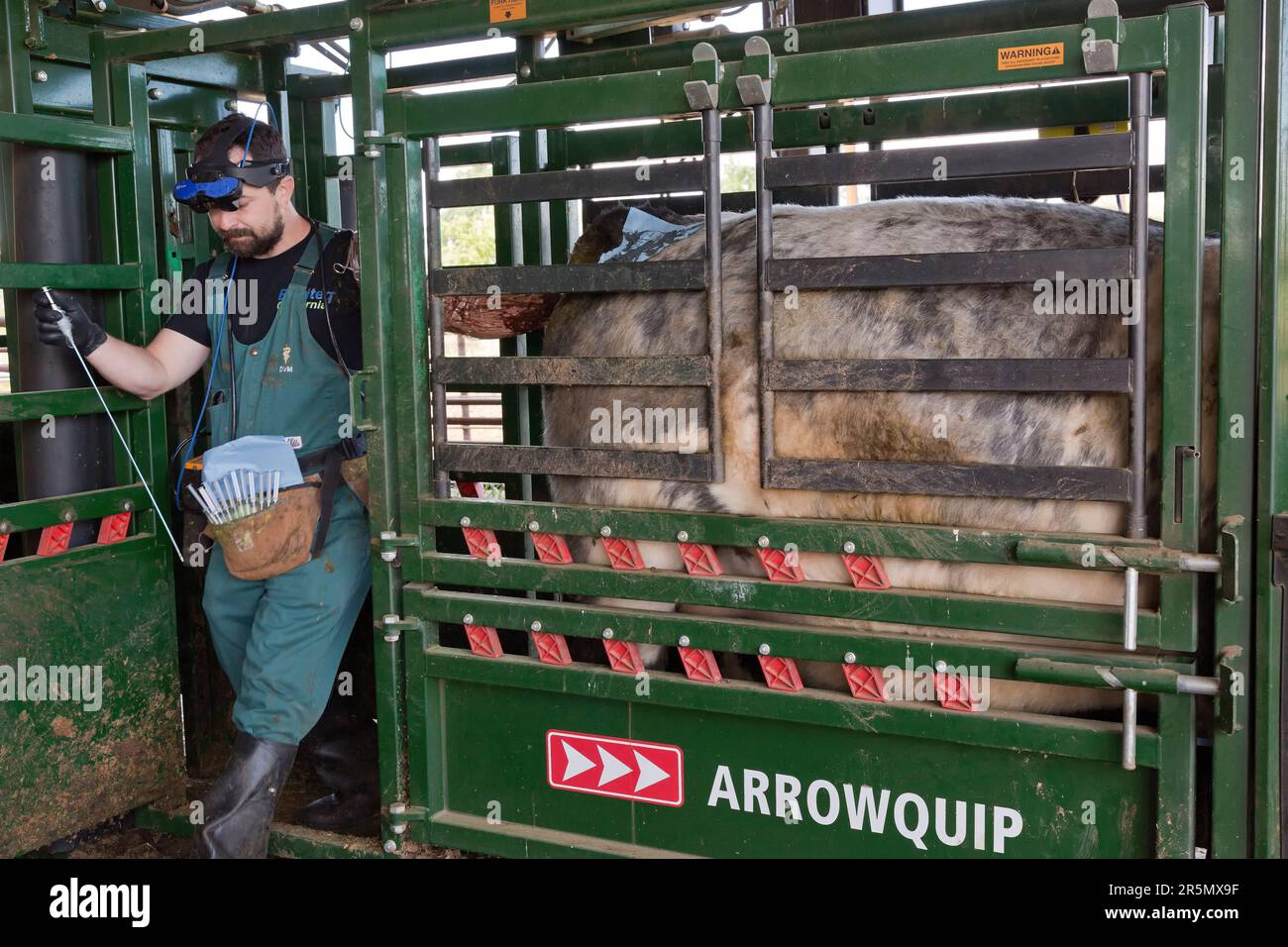 Embryo transfer gun hi-res stock photography and images - Alamy