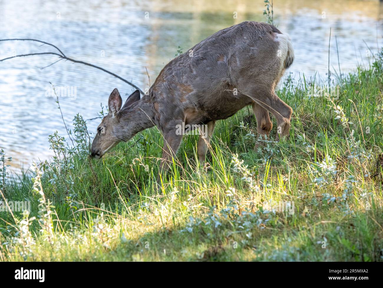 Mule deer (Odocoileus hemionus), Inglewood Bird Sanctuary, Calgary ...