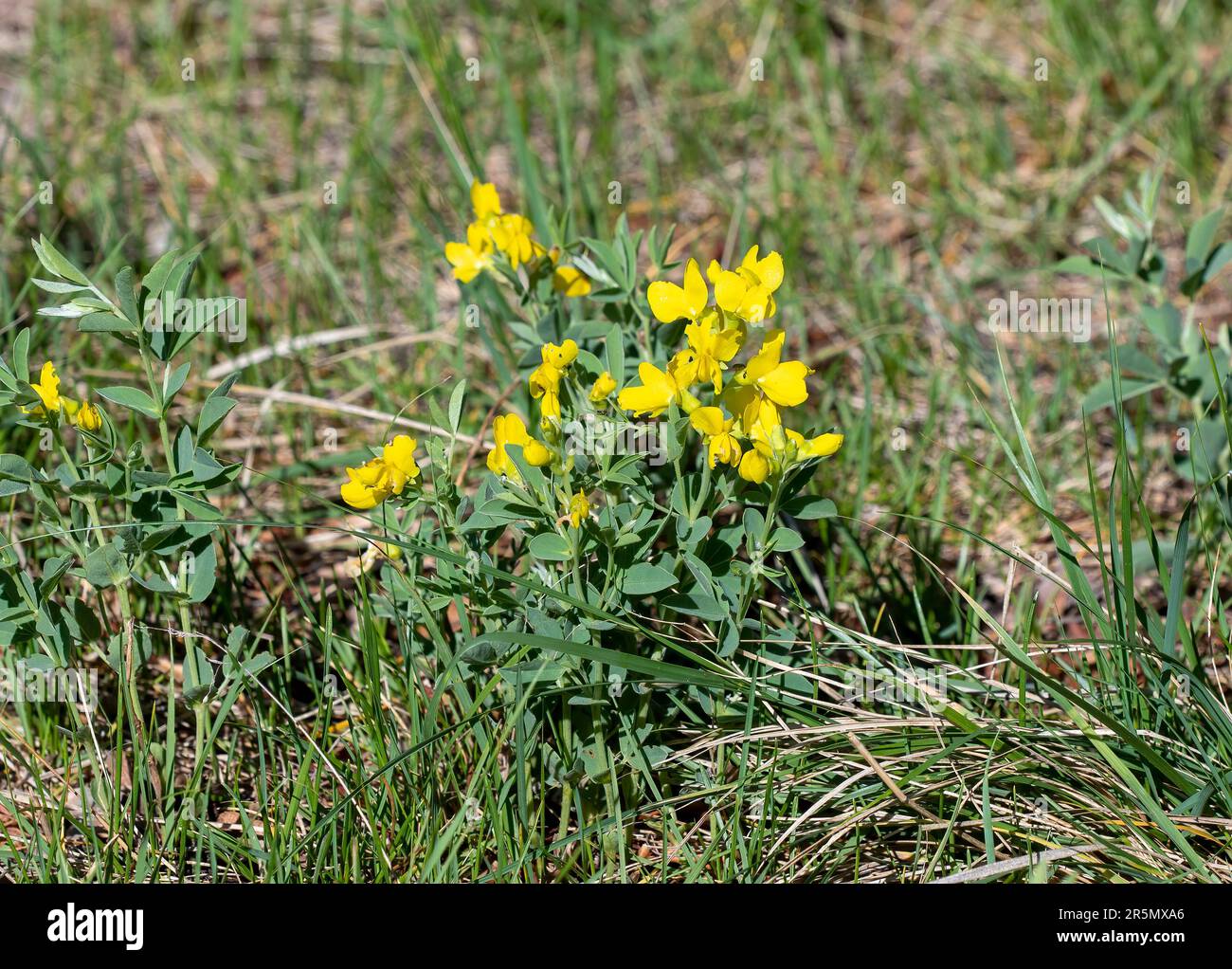 Prairie thermosis (Thermoses rhombifolia), aka Prairie Golden Pea ...