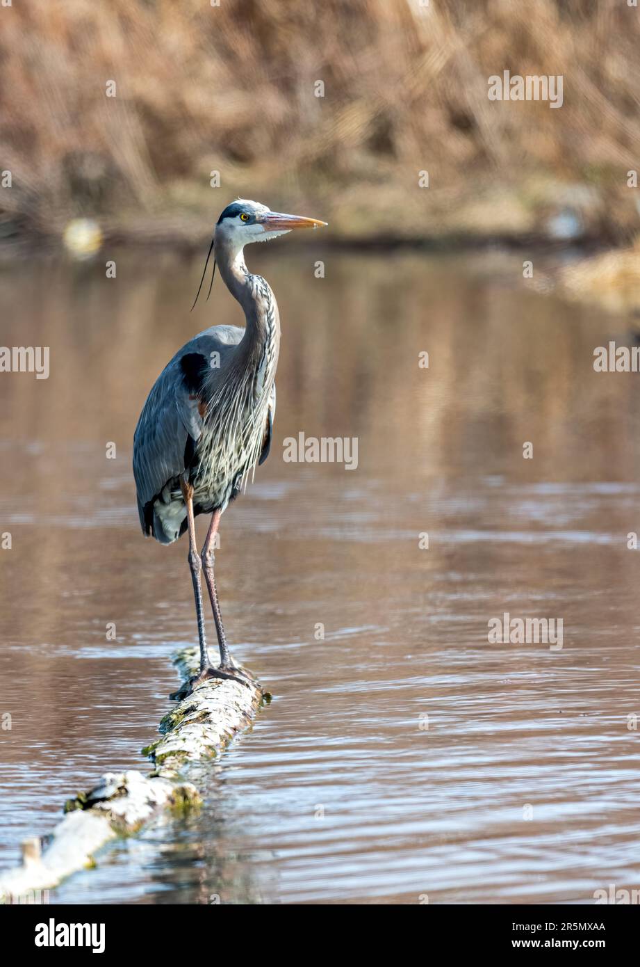 Great blue heron (Ardea herodias), Calgary, Prince's Island Park ...