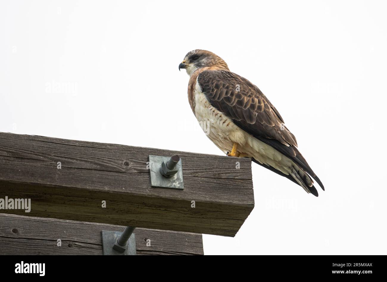 Swainson's hawk (Buteo swainsoni) perched on an electricity post, South ...