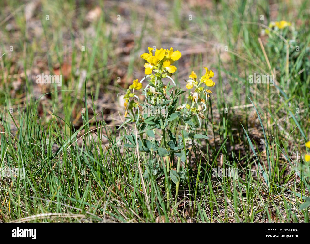 Prairie thermosis (Thermoses rhombifolia), aka Prairie Golden Pea ...