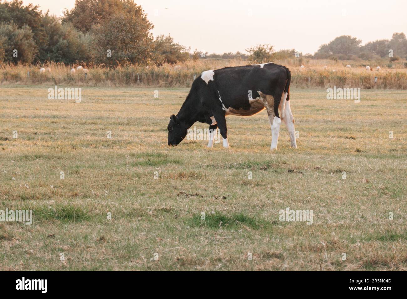 Holstein dairy cow with black and white spotting.Farm animals eat grass ...