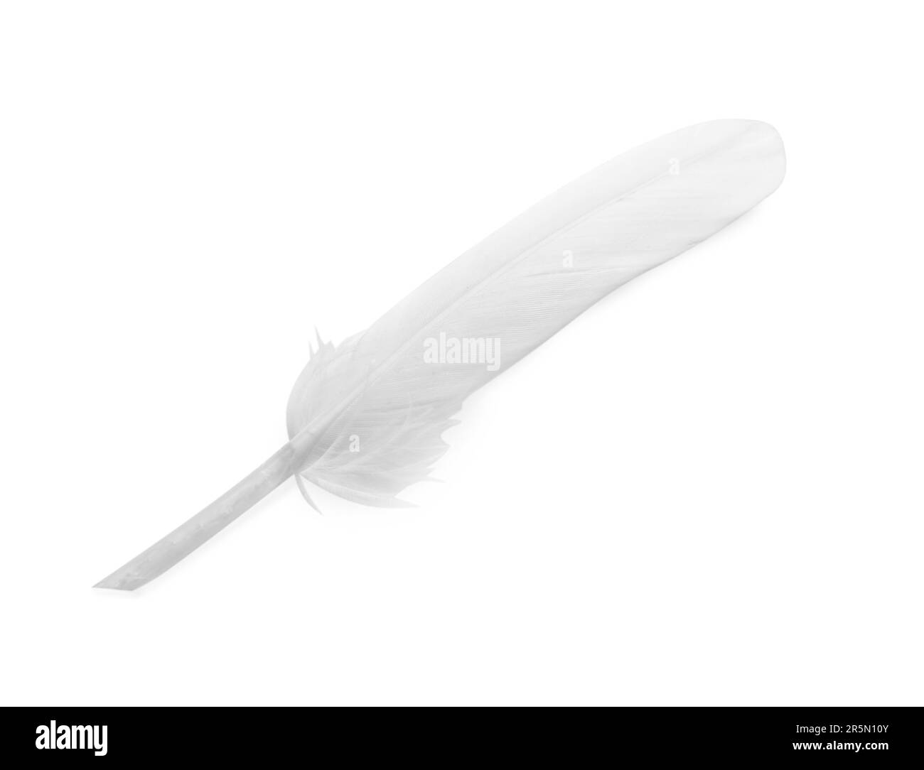 Big beautiful fluffy feather isolated on white Stock Photo - Alamy