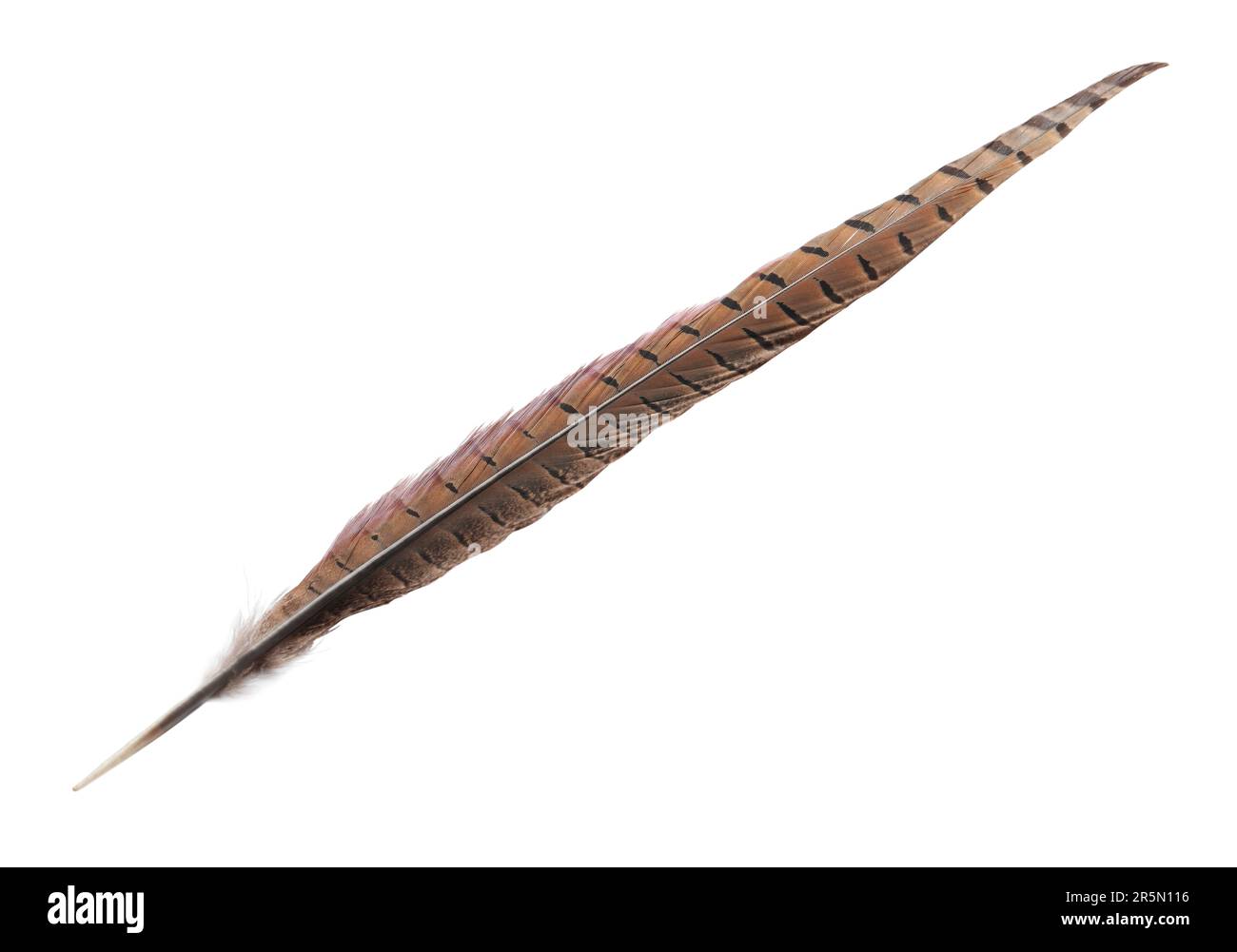 Owl flight feather detail Cut Out Stock Images & Pictures - Alamy