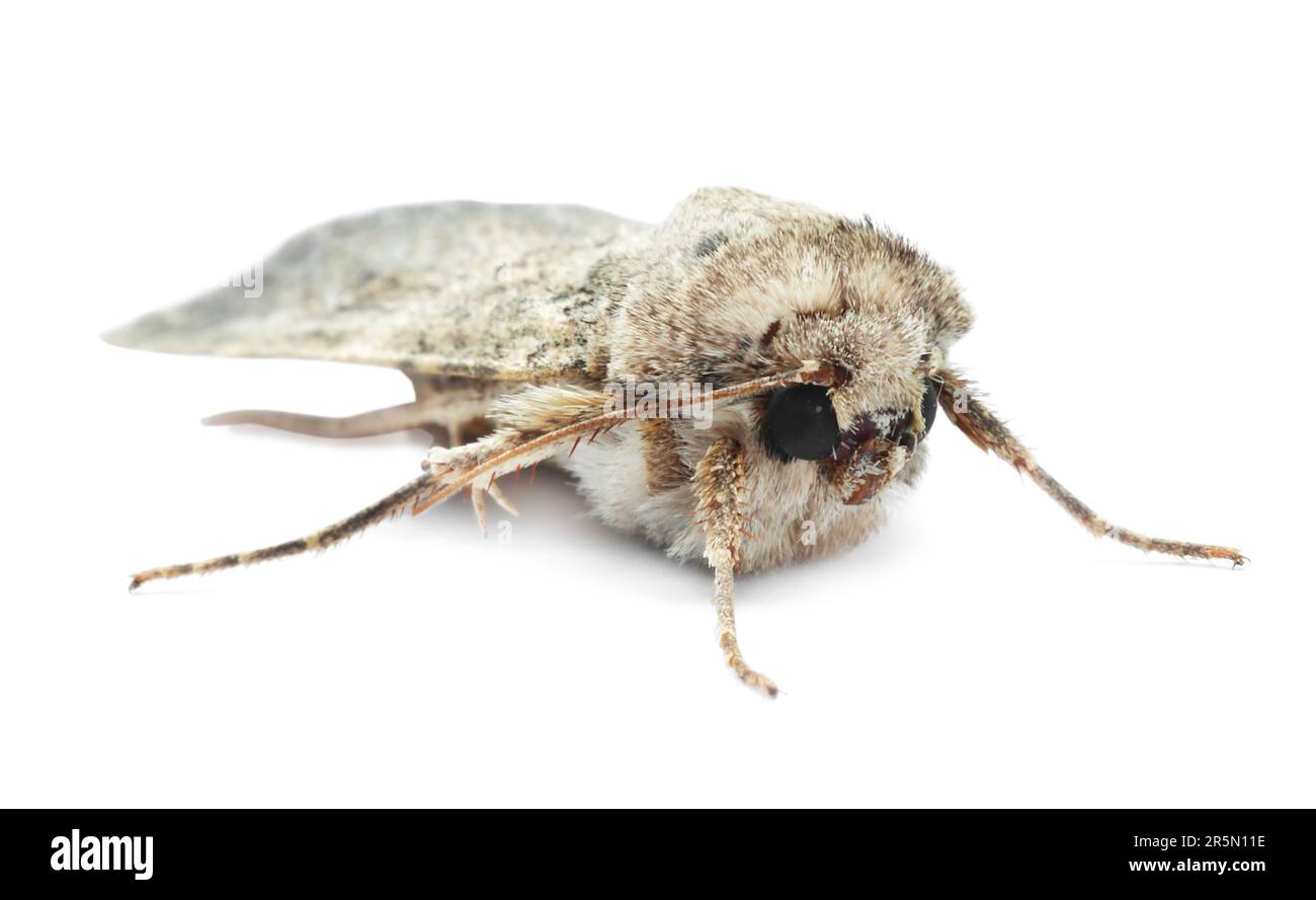 Brown house moth Cut Out Stock Images & Pictures - Alamy
