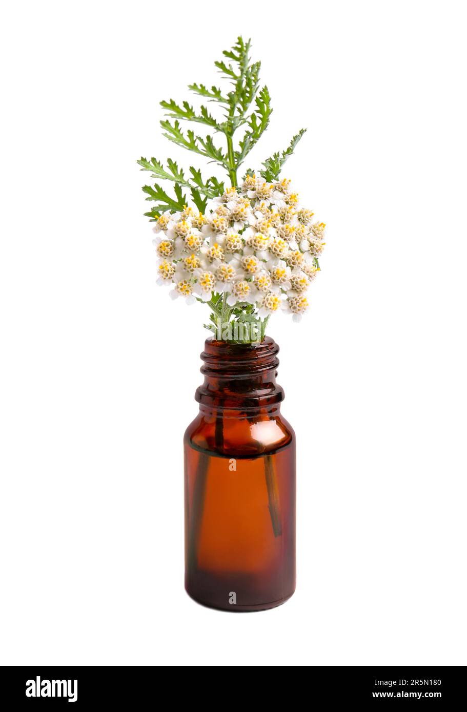 Oil of yarrow Cut Out Stock Images & Pictures - Alamy
