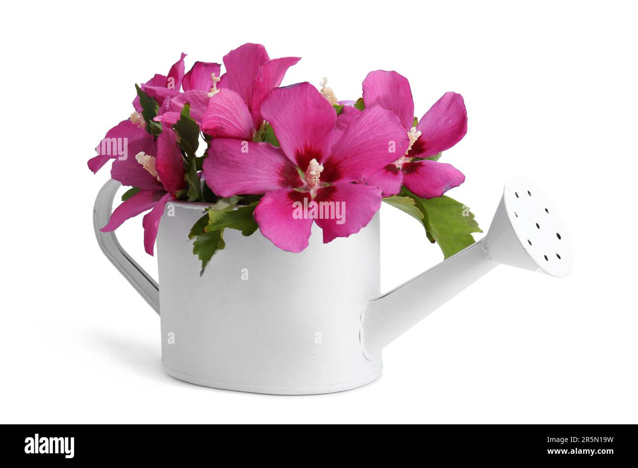 Beautiful flowers in watering can isolated on white Stock Photo - Alamy
