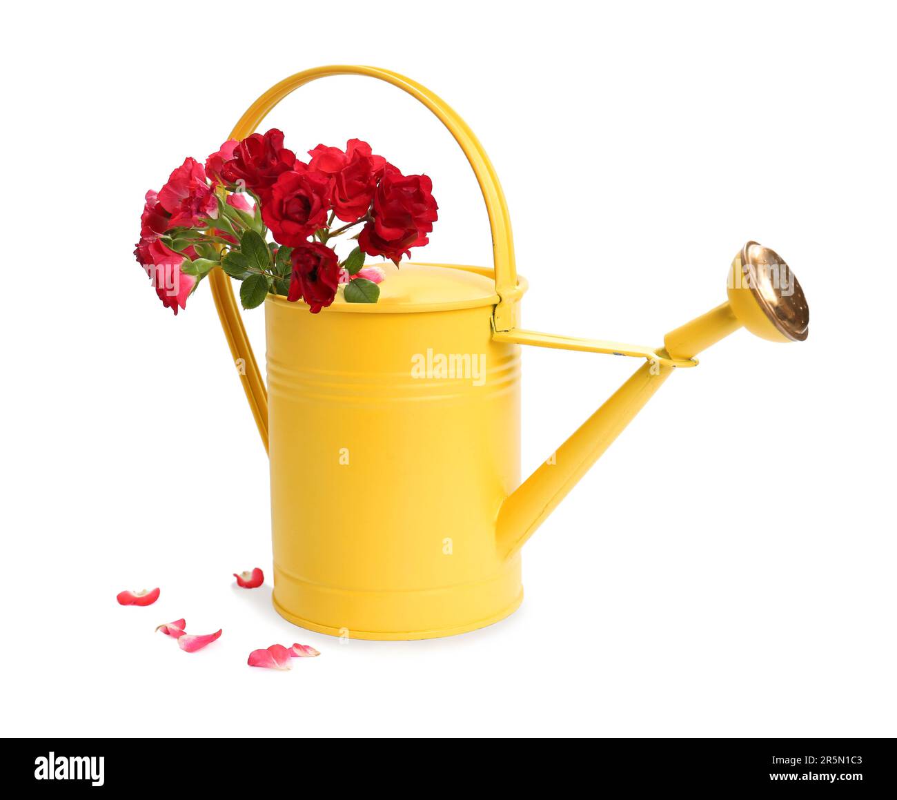 Beautiful roses in watering can isolated on white Stock Photo - Alamy