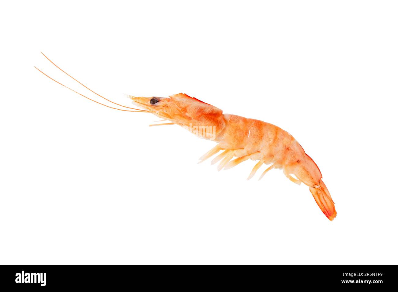 Boiled prawn isolated on white. Cooked shrimp ready to eat Stock Photo ...