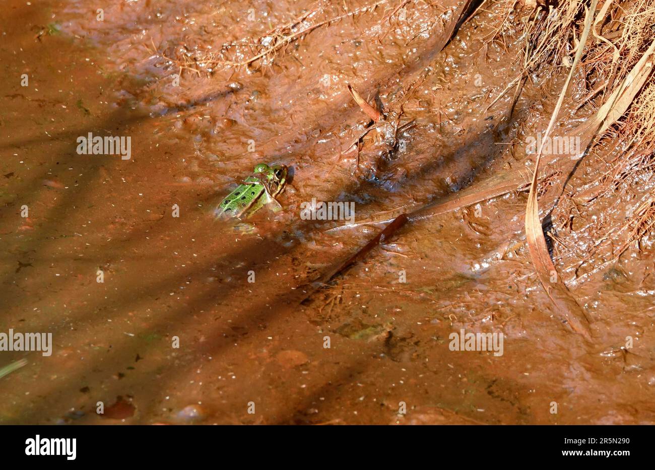 Frog in a pond, colouring due to suspended iron oxide, late effects of ...