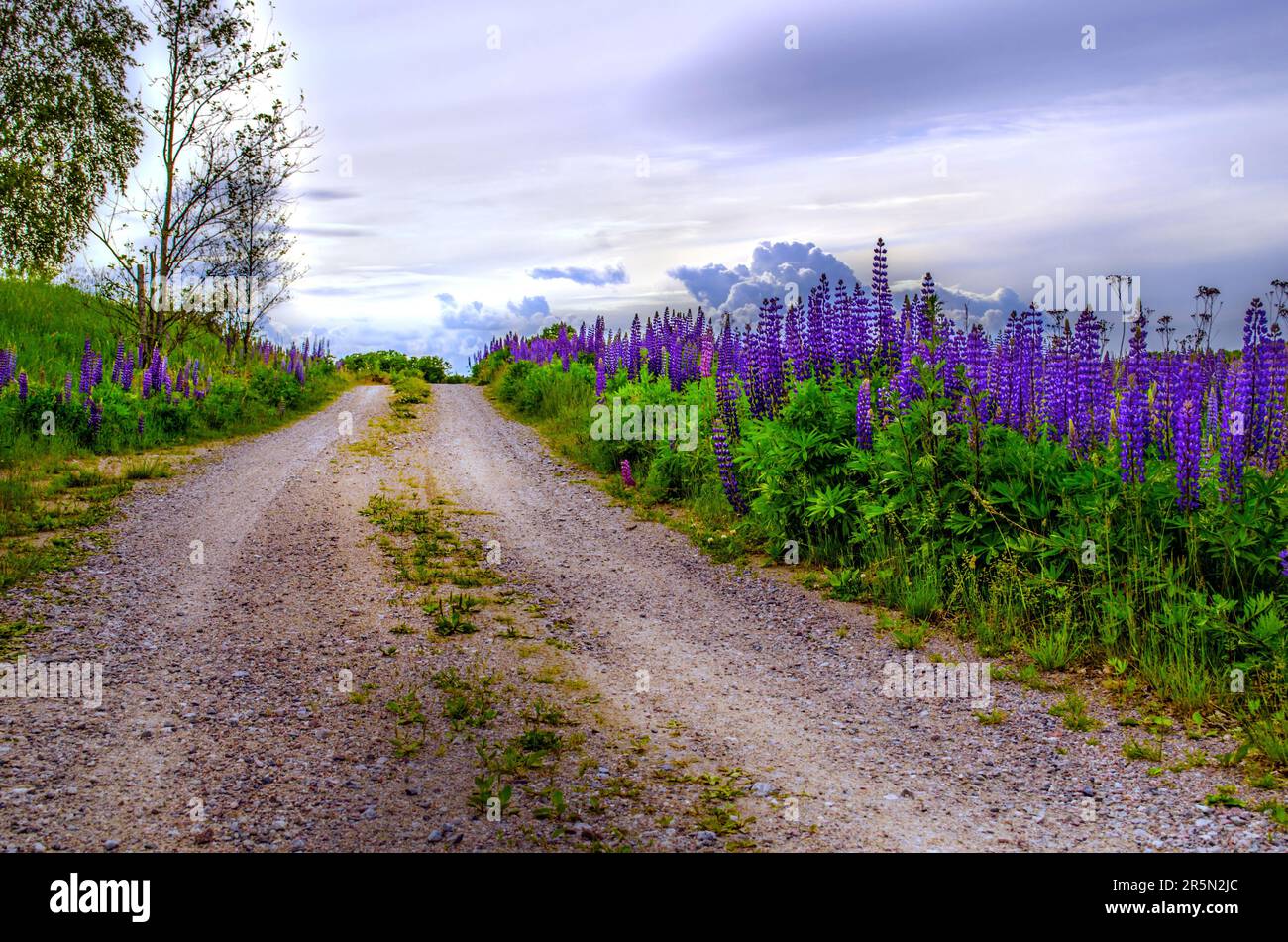 Purple road hi-res stock photography and images - Alamy