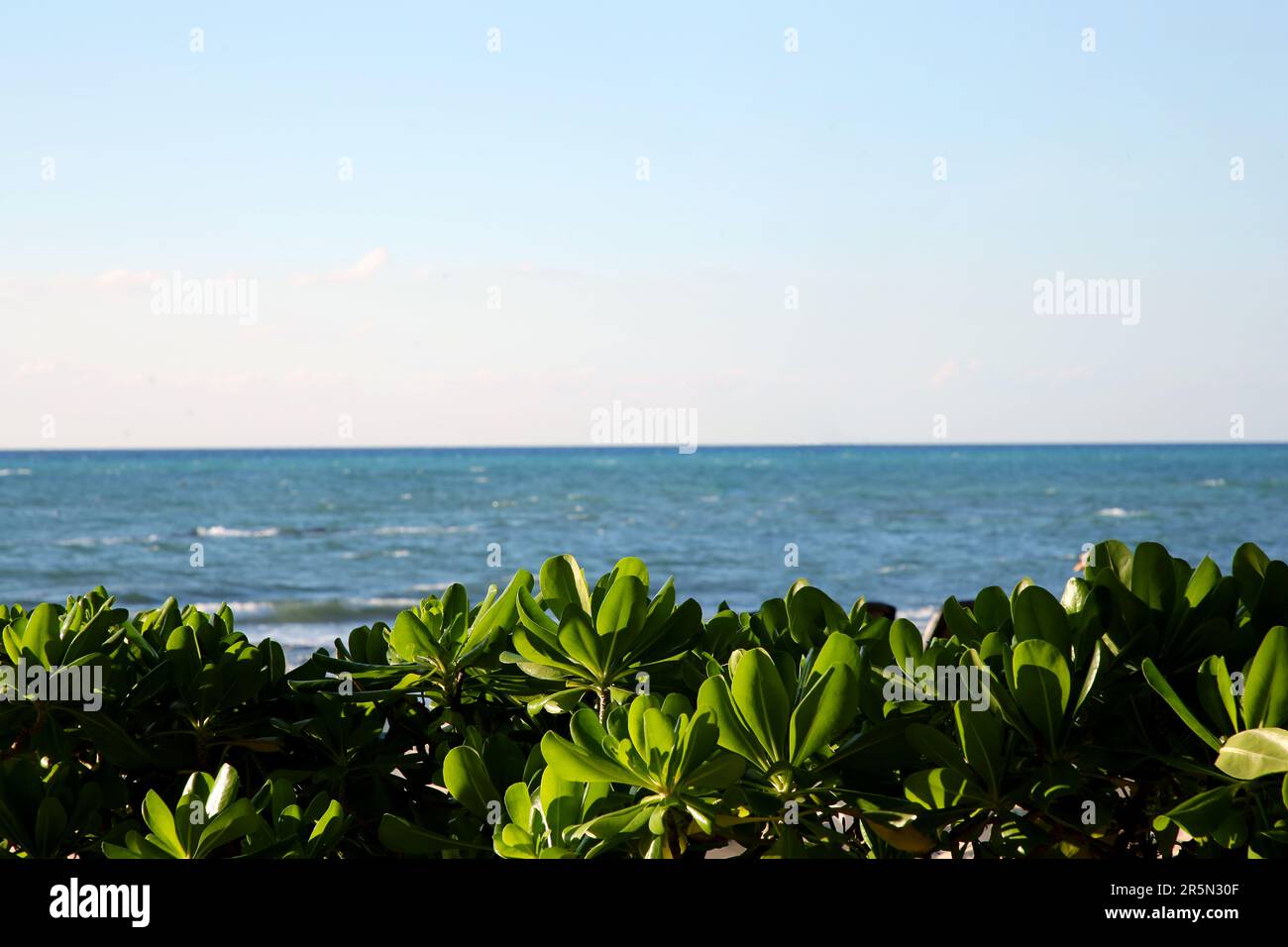 Beautiful green shrubs and palm tree on sea shore Stock Photo - Alamy