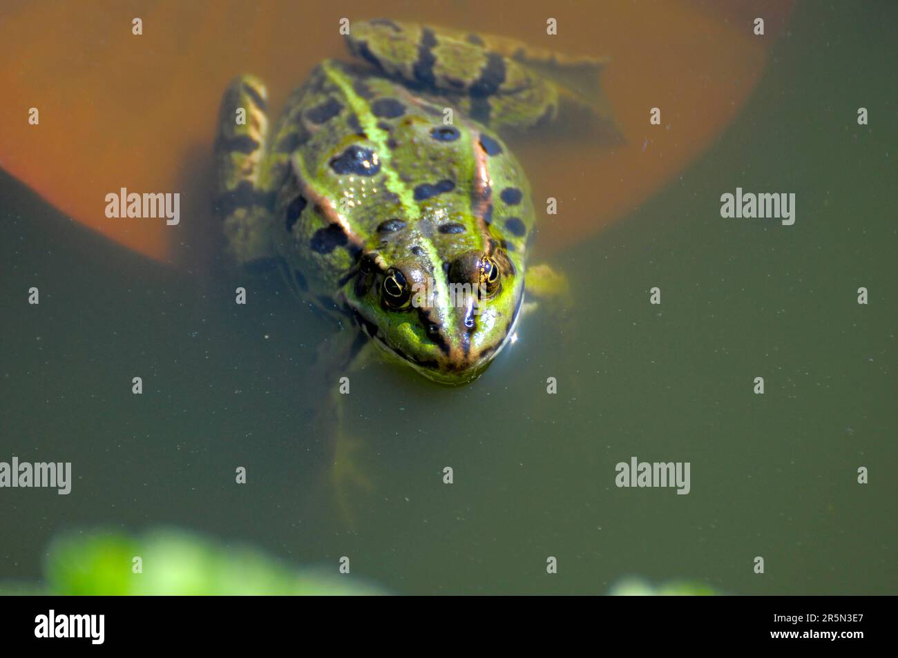 Water frog in lily pond, water frog in garden pond, pond frog (Rana kl ...