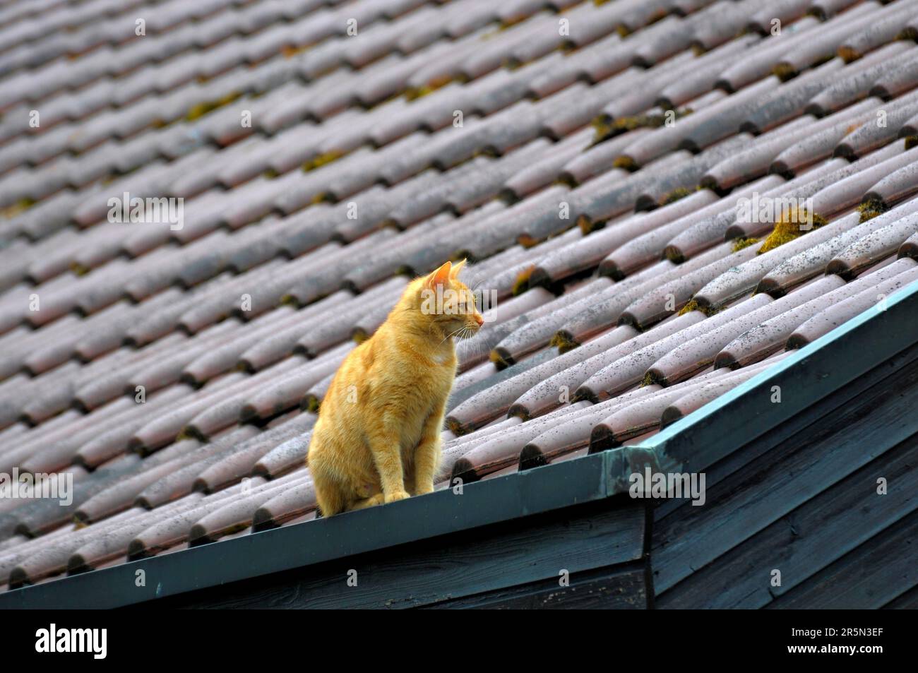 Red roof cat hi-res stock photography and images - Alamy