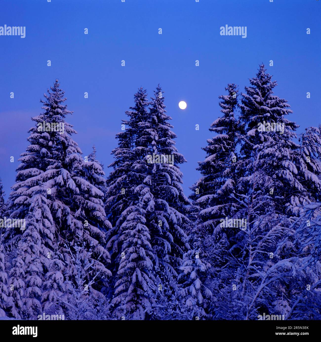 European silver fir (Abies alba) with snow Stock Photo - Alamy