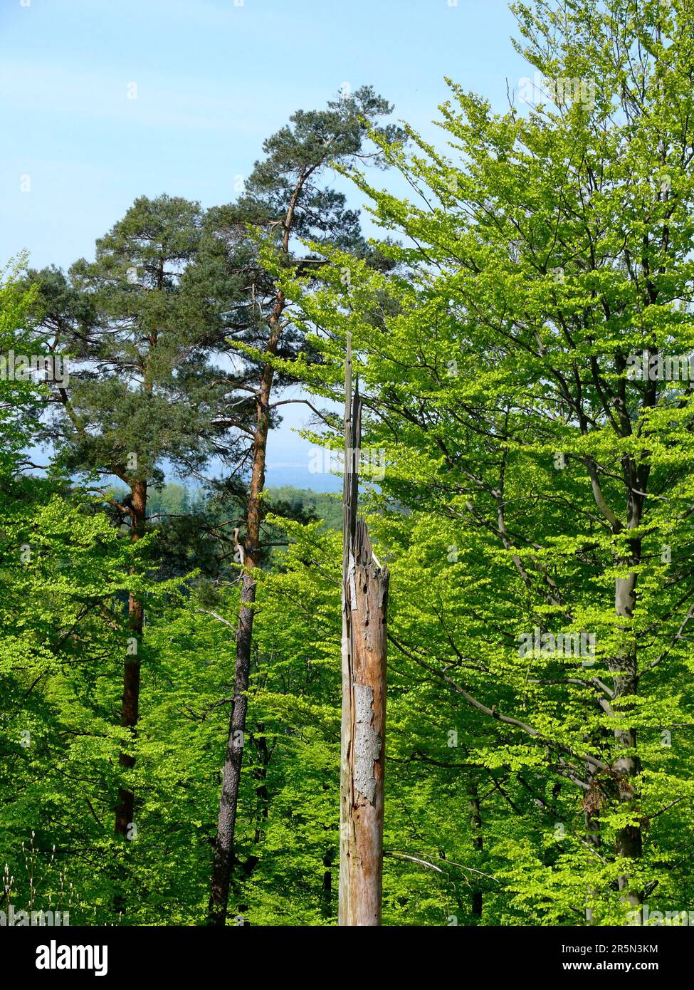 Spring Forest in the Black Forest Stock Photo - Alamy