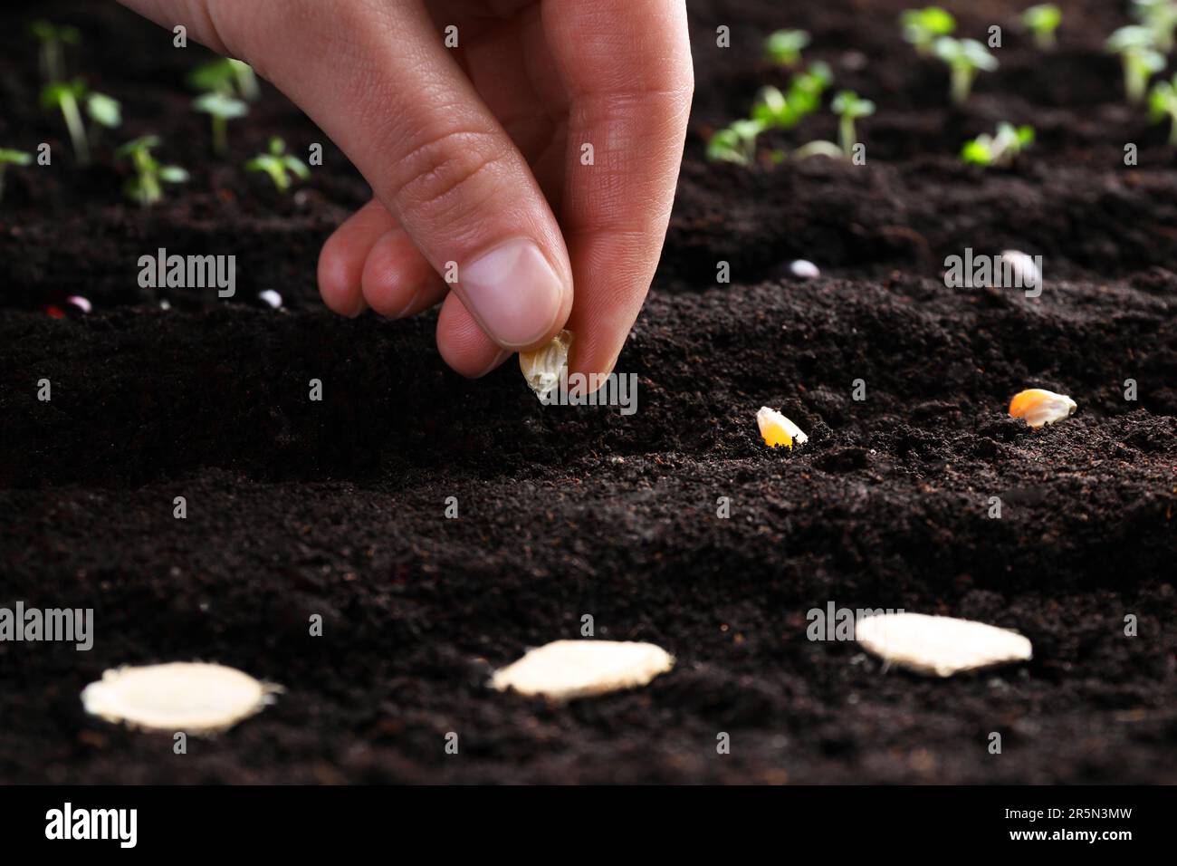 Planting corn seed hi-res stock photography and images - Alamy