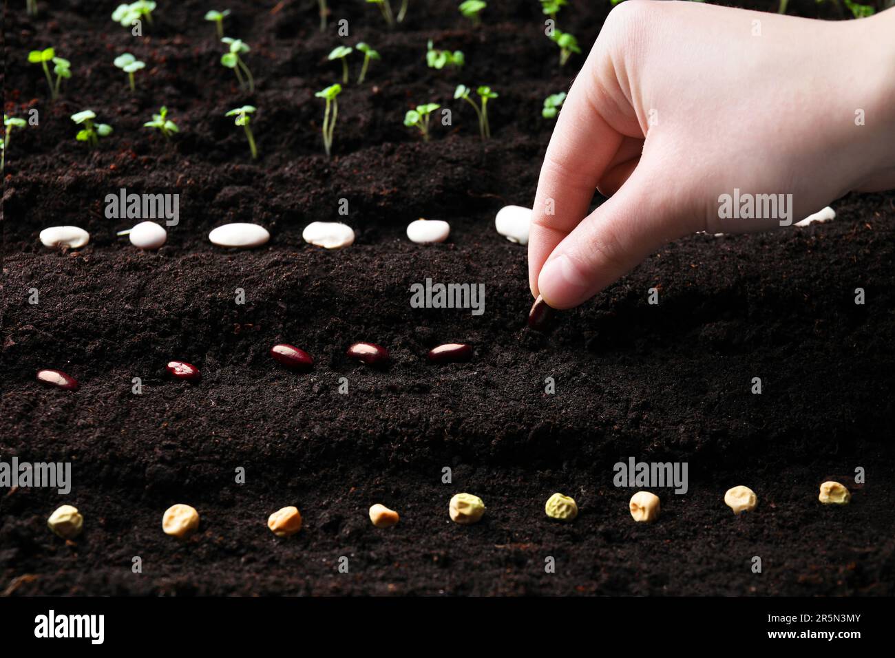 Woman planting beans in fertile soil, closeup. Vegetable seeds Stock ...