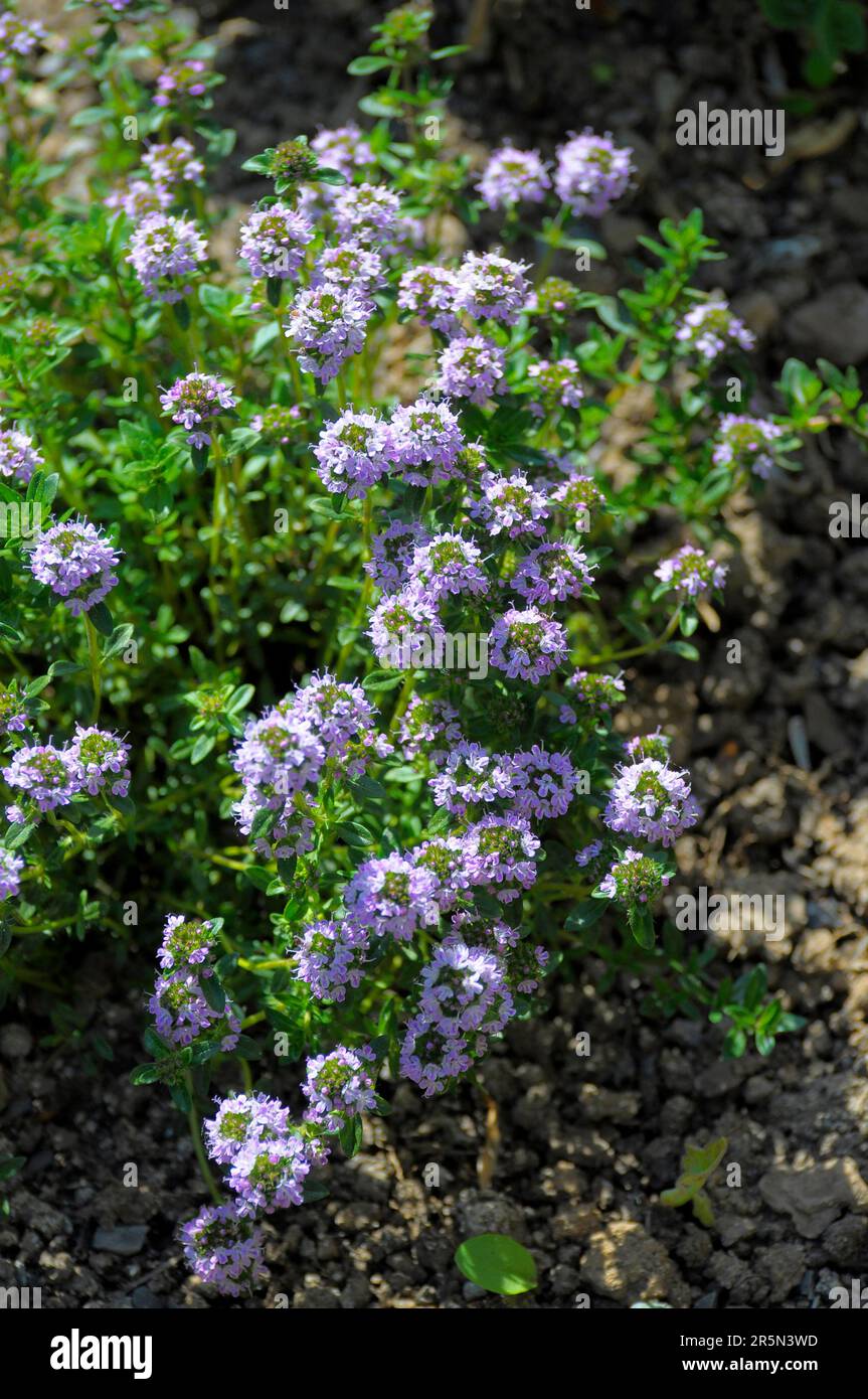 Herb : Summer savory (Satureja hortensis), garden savory flowering in ...